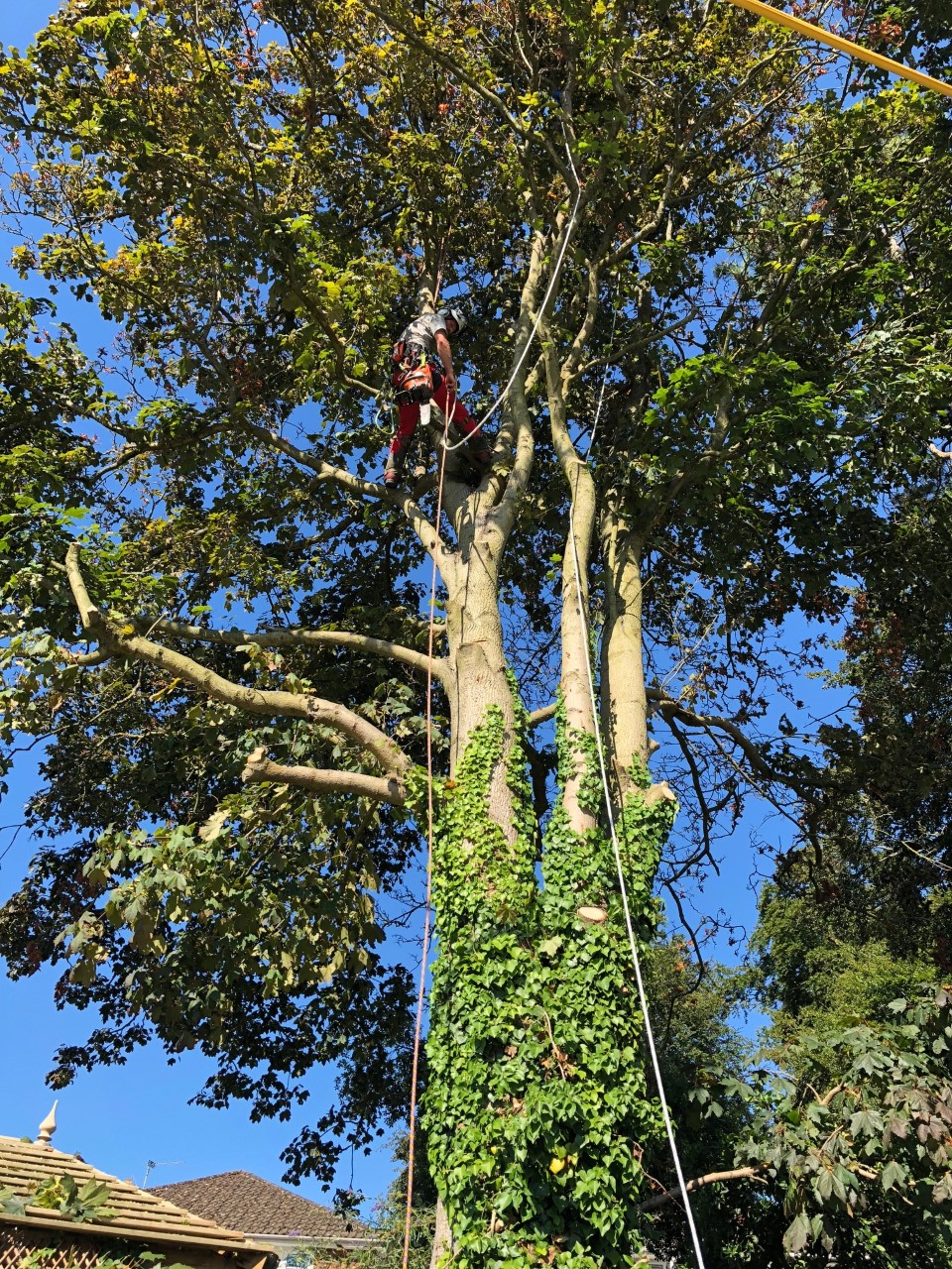 Tree Felling in Hampshire | Paul Freeman Tree Services